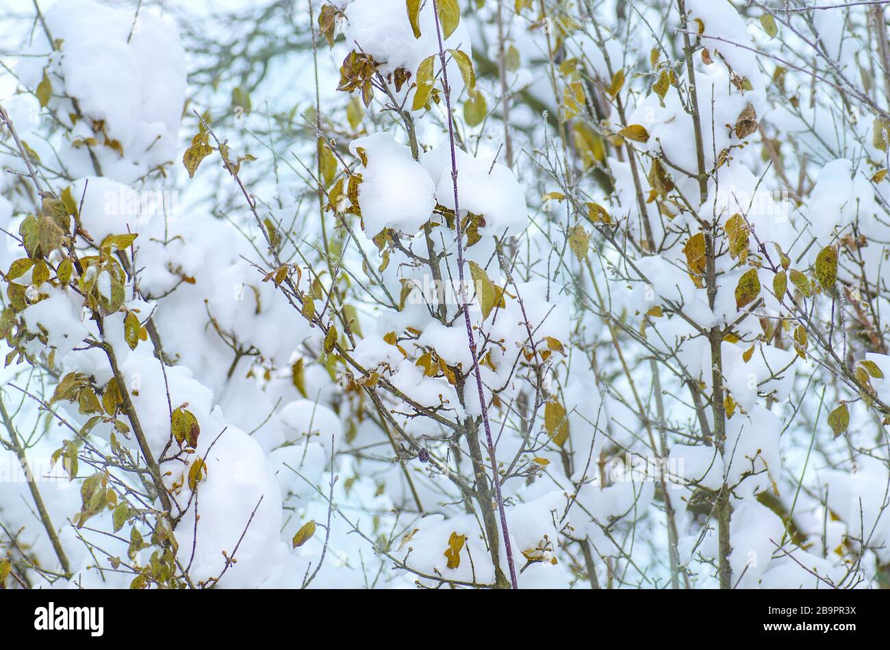 Winter background with snow branches tree leaves Stock Photo - Alamy