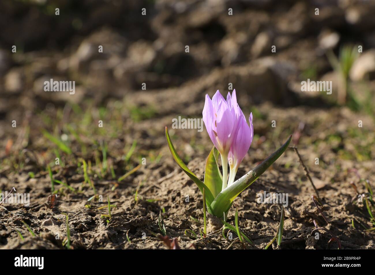 Wild crocus flowers hi-res stock photography and images - Alamy