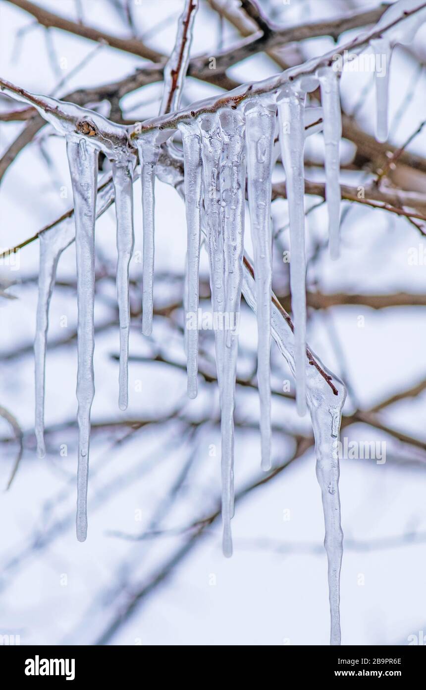 Frozen plant leaves icicles hi-res stock photography and images - Alamy