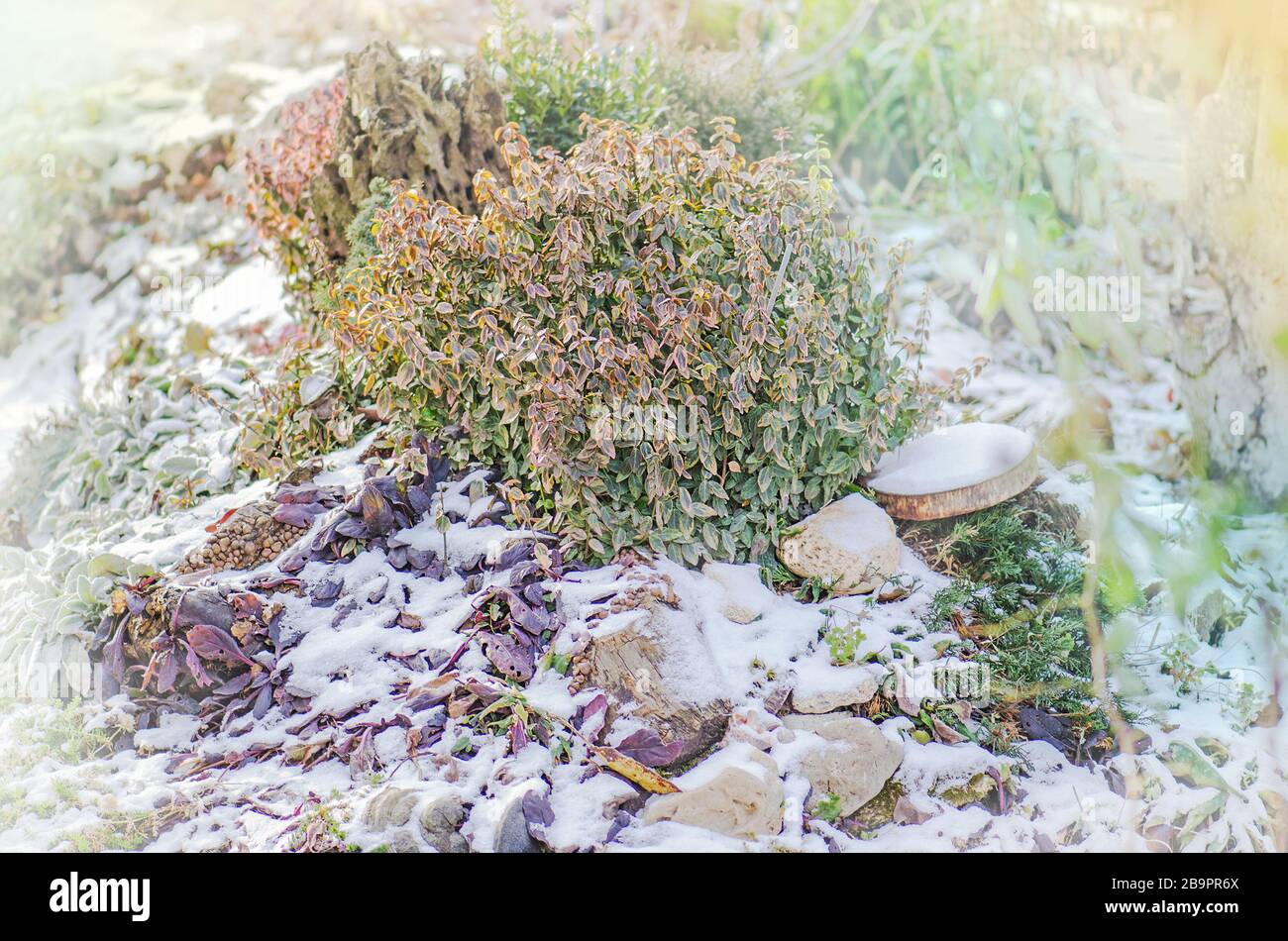 Alpine slide with colorful plant in the winter garden in evening sun ...