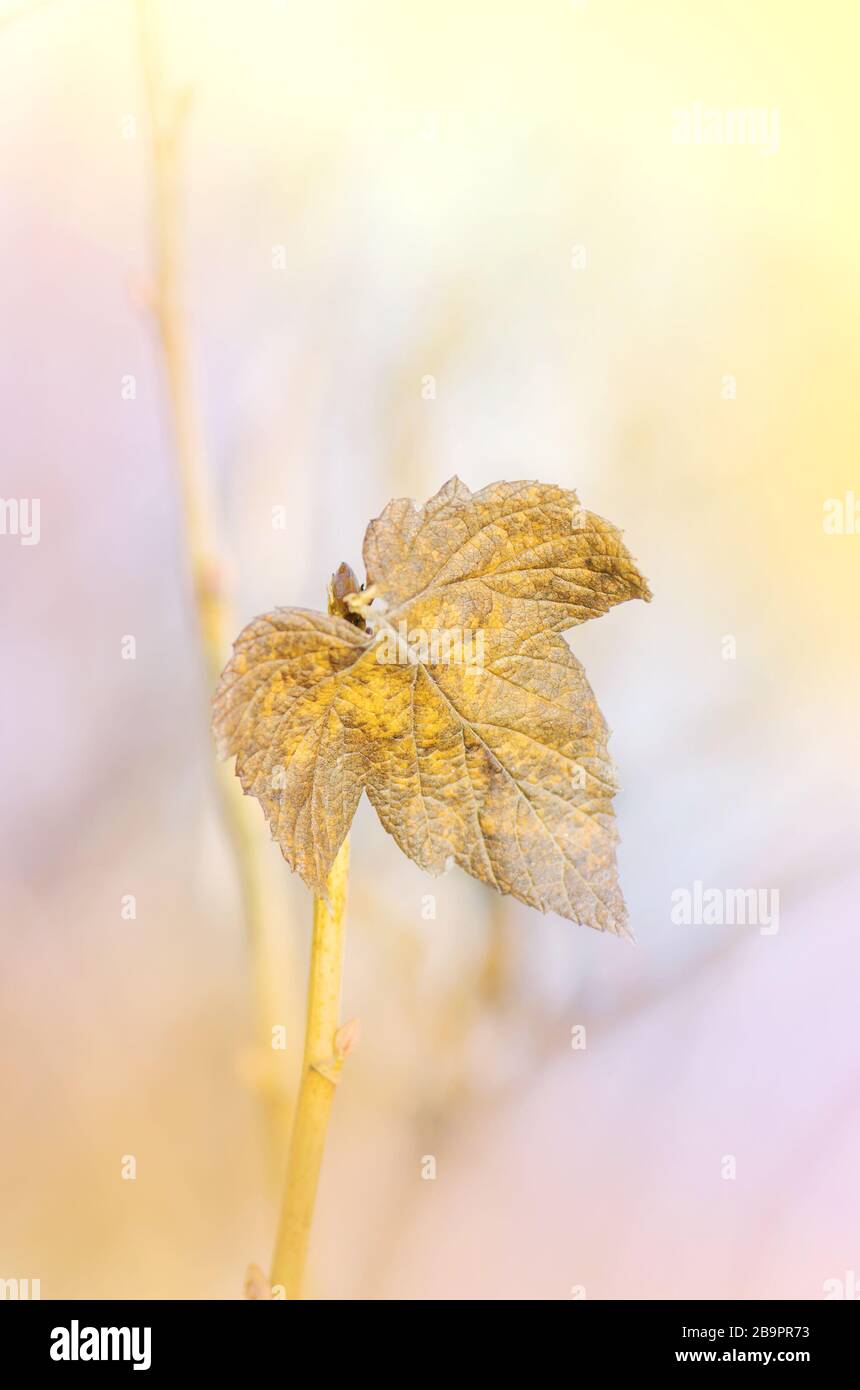 The Last Leaf High Resolution Stock Photography and Images - Alamy