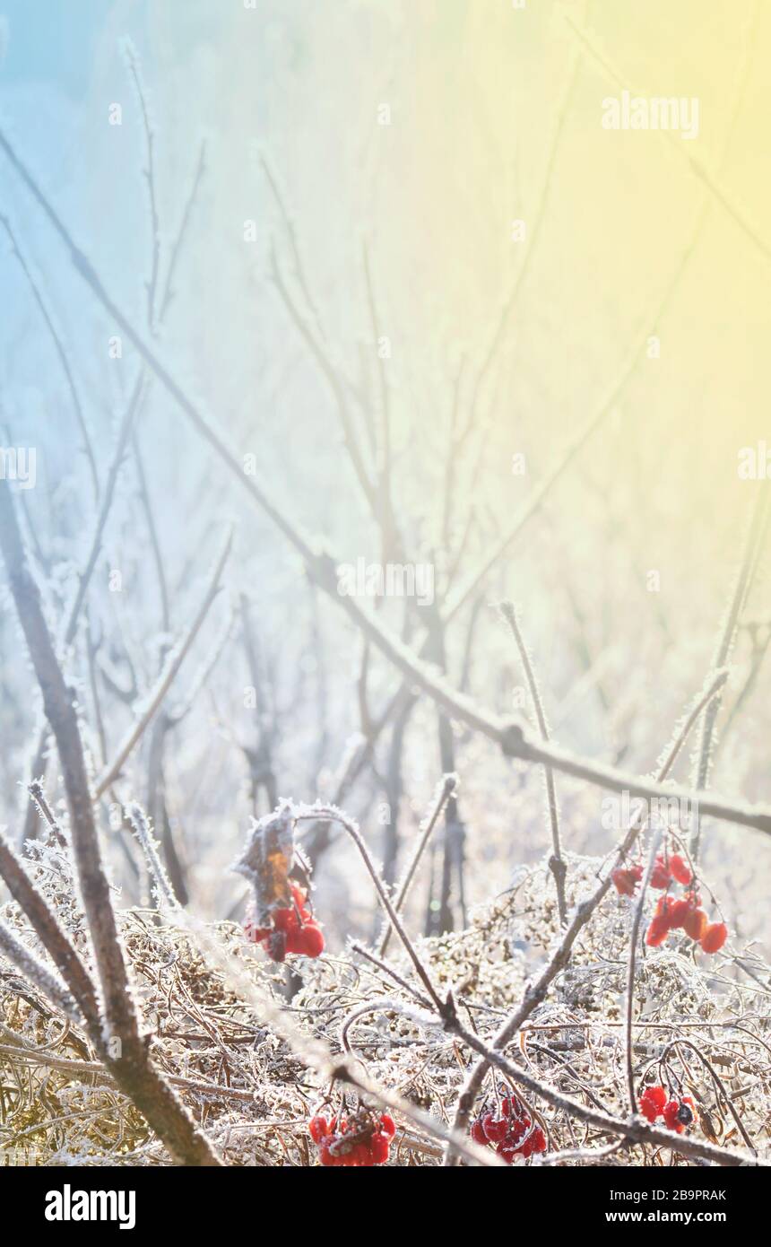 Winter scene frozenned flower hi-res stock photography and images - Alamy