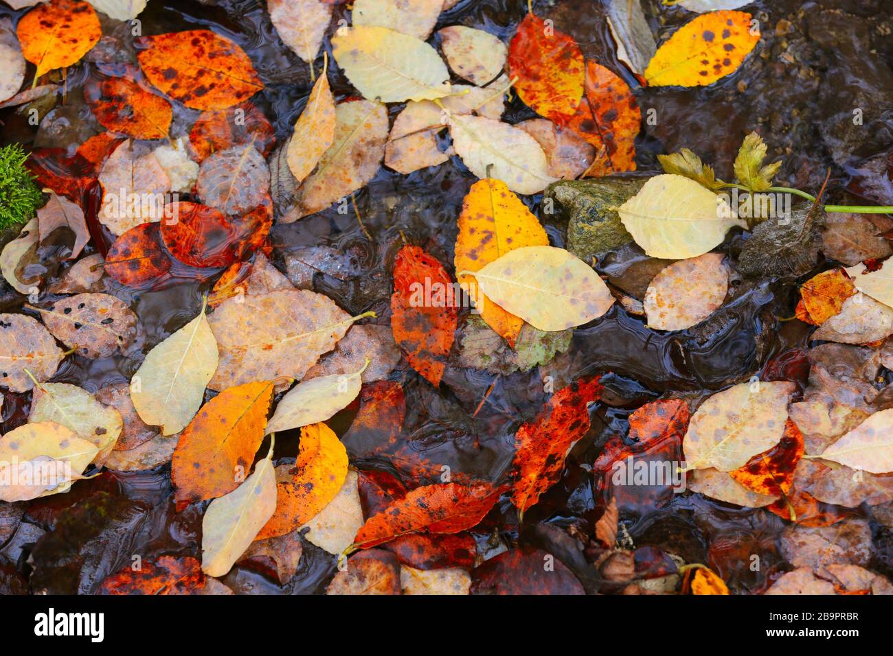 Ground Is Wet High Resolution Stock Photography and Images - Alamy