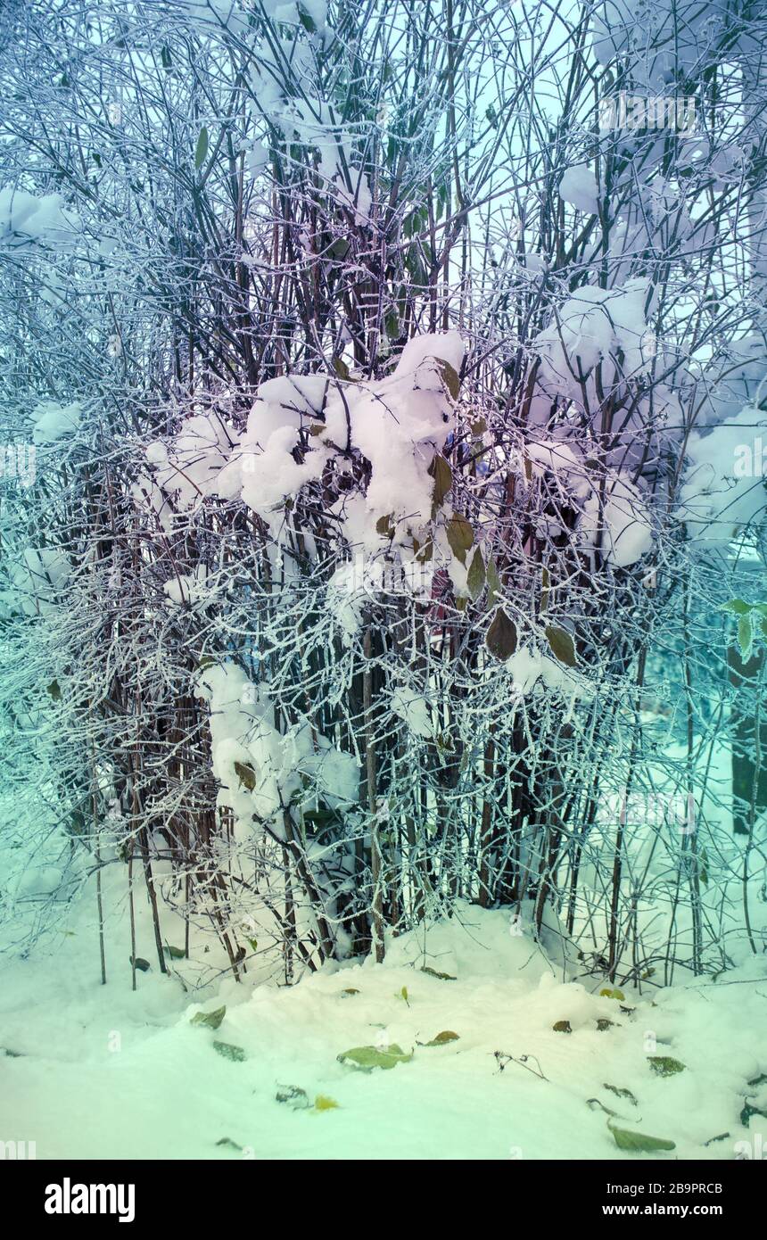Frozen fir trees. Winter beautiful frozen landscape Stock Photo - Alamy