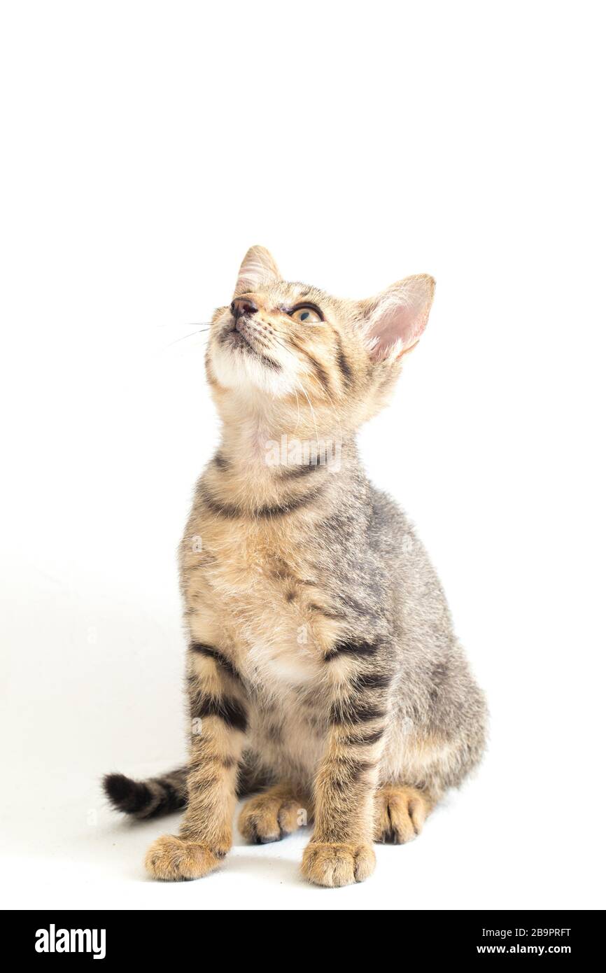 Beautiful small domestic grey brown cat isolated on a white background ...