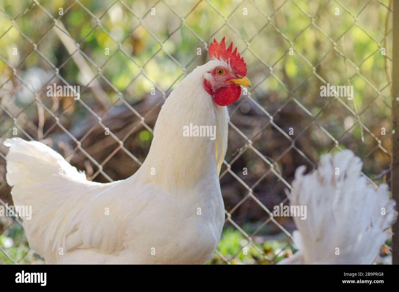 Portrait Of Rooster In Farm Cock In Outside Area Of A Chicken Coop
