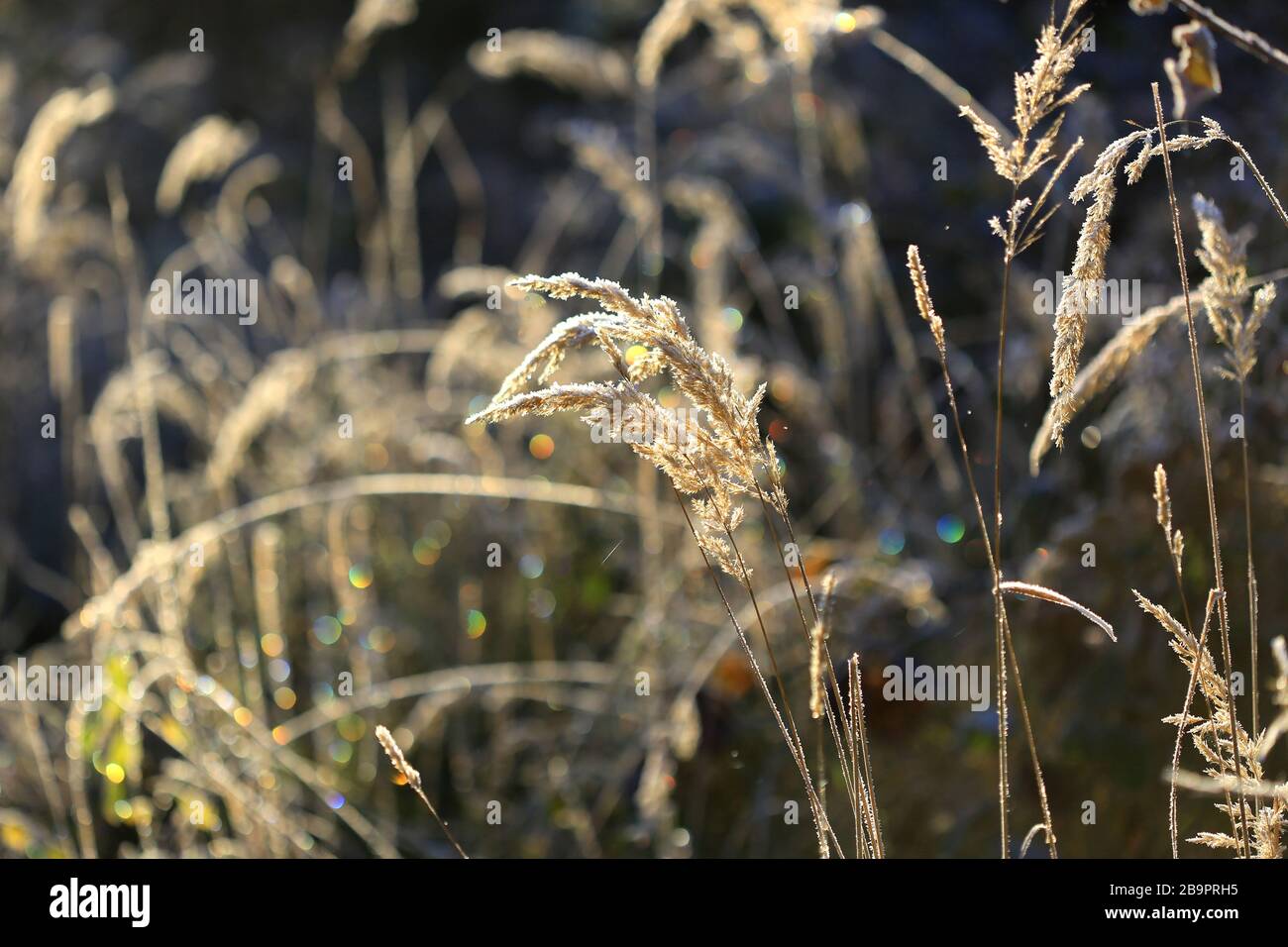 nice photo with dry grass with natural morning light Stock Photo - Alamy