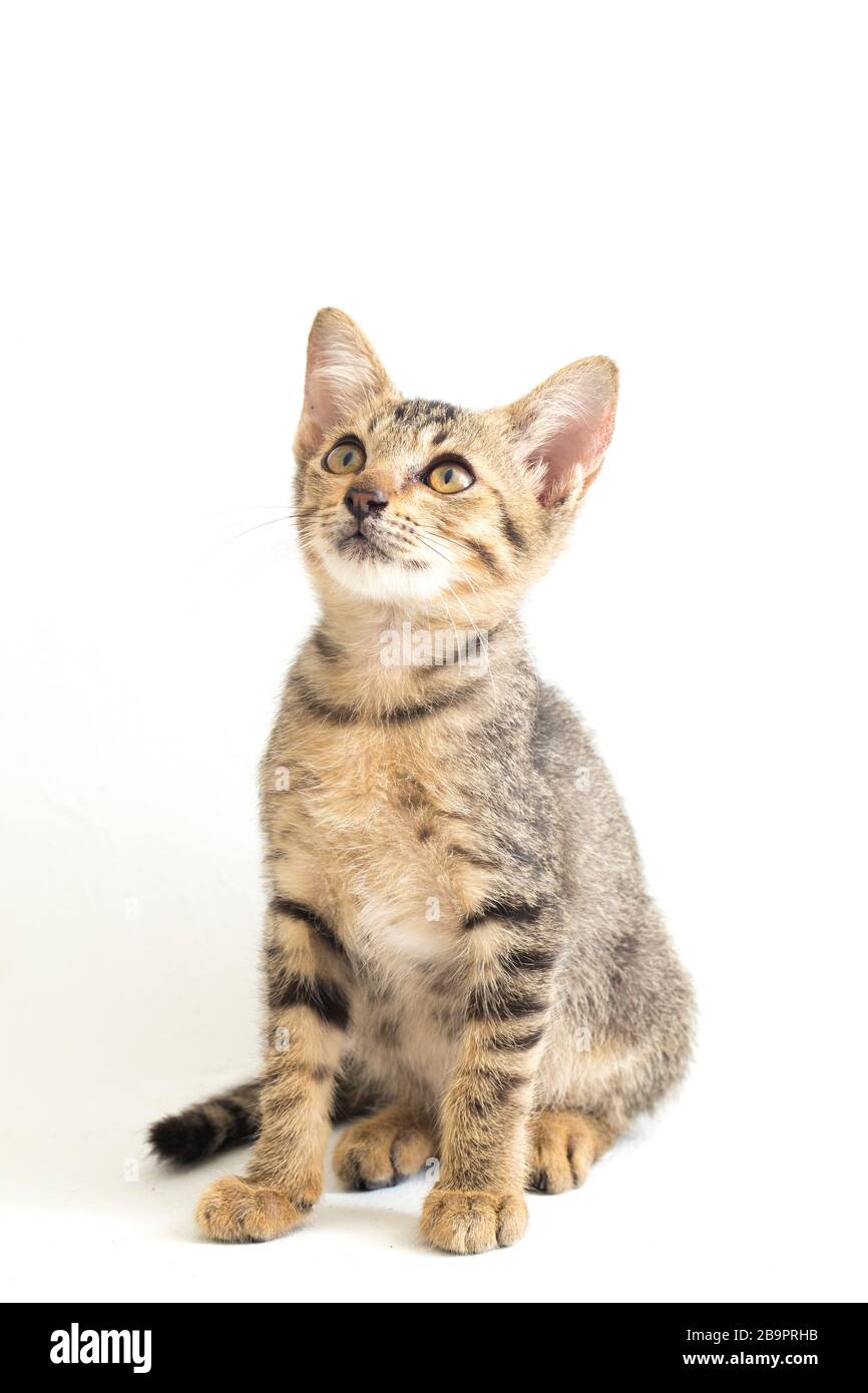 Beautiful small domestic grey brown cat isolated on a white background ...