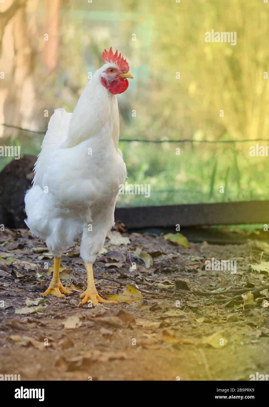 Friendly white hen in a farmyard. Hen in free breeding. White hen on ...
