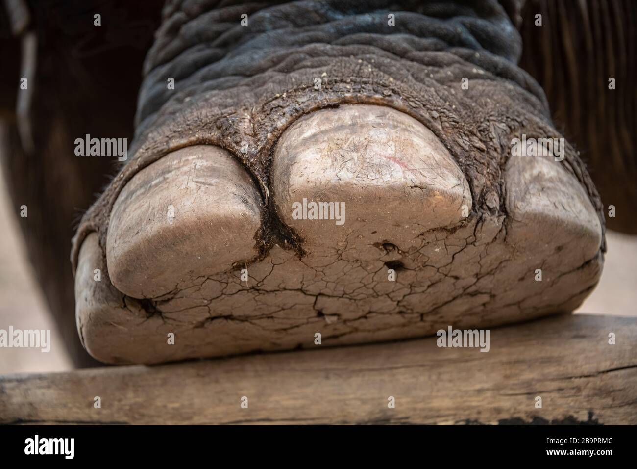 Close up of the foot of an Indian Elephant at a rehabilition camp for ...