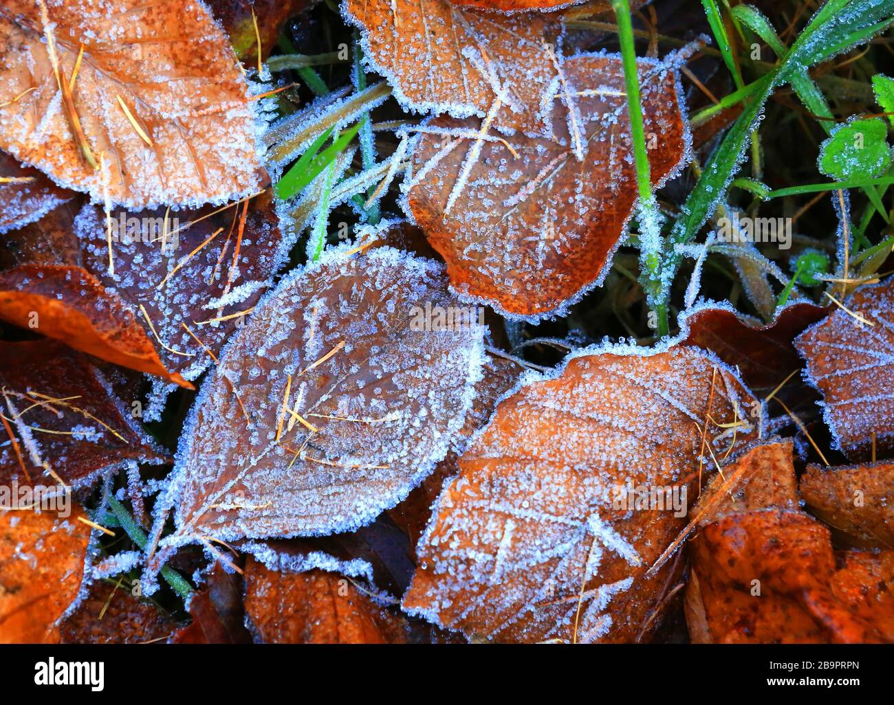 Hoar frost on beech leaves hi-res stock photography and images - Alamy