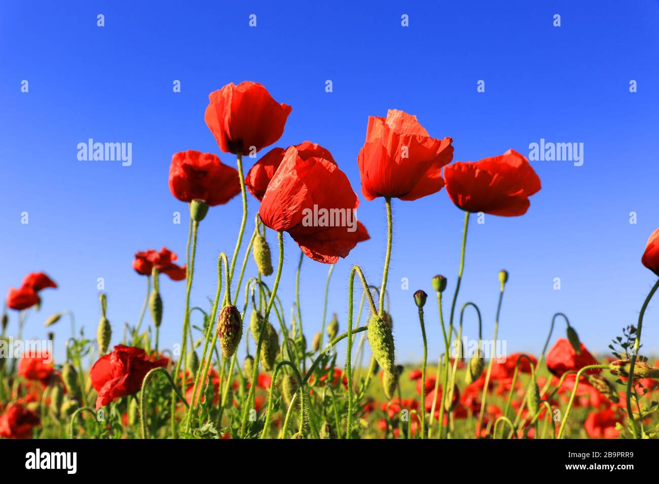 Poopy Plant High Resolution Stock Photography and Images - Alamy