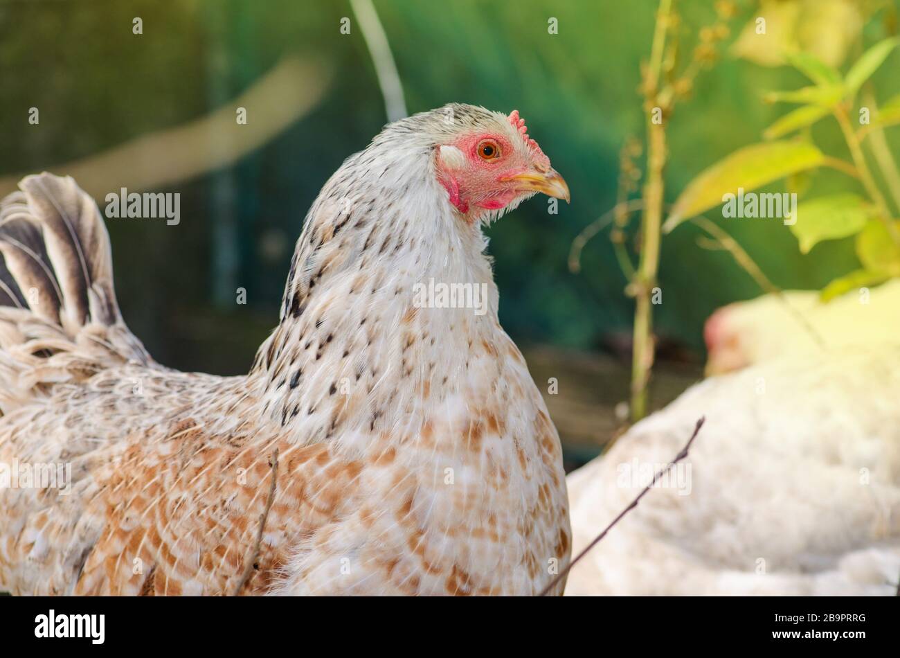 Beautifully feathered hen outdoor. Close up head hen. Close chicken ...