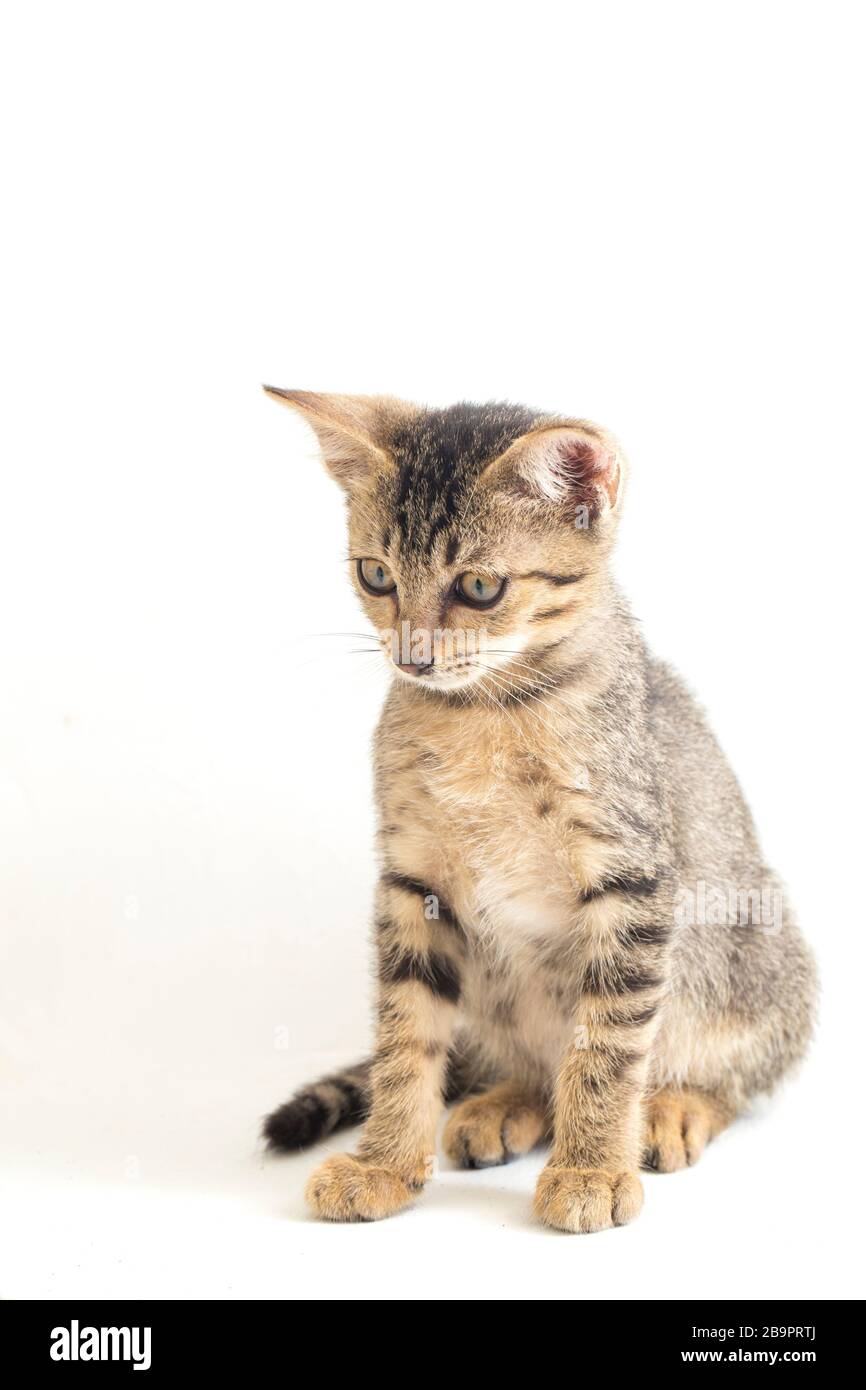 Beautiful small domestic grey brown cat isolated on a white background ...