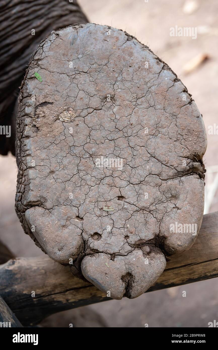 Large elephant foot hi-res stock photography and images - Alamy