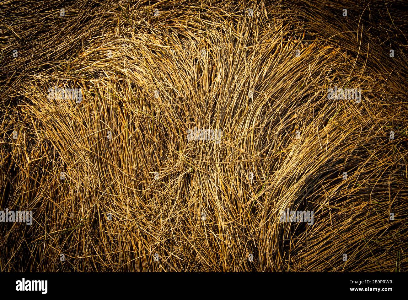 abstract natural background wit dry brown grass Stock Photo - Alamy