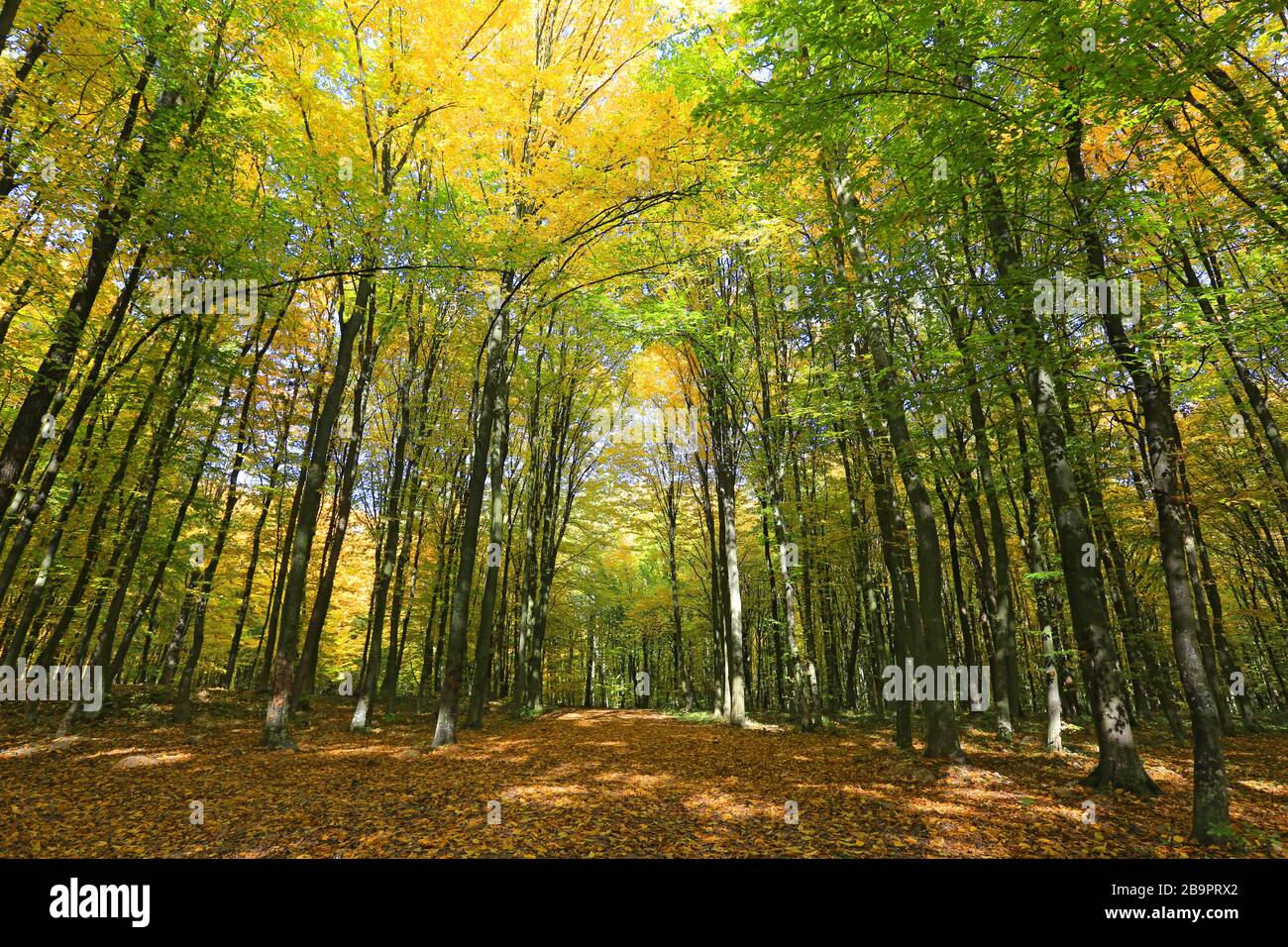 Beautiful autumnal landscape nice hi-res stock photography and images ...