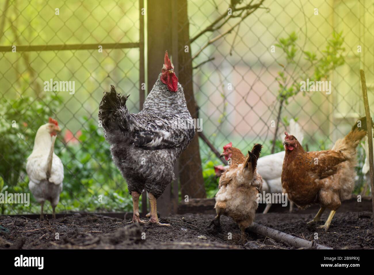 Free range living chicken on farm. Hens roam freely in green paddock ...