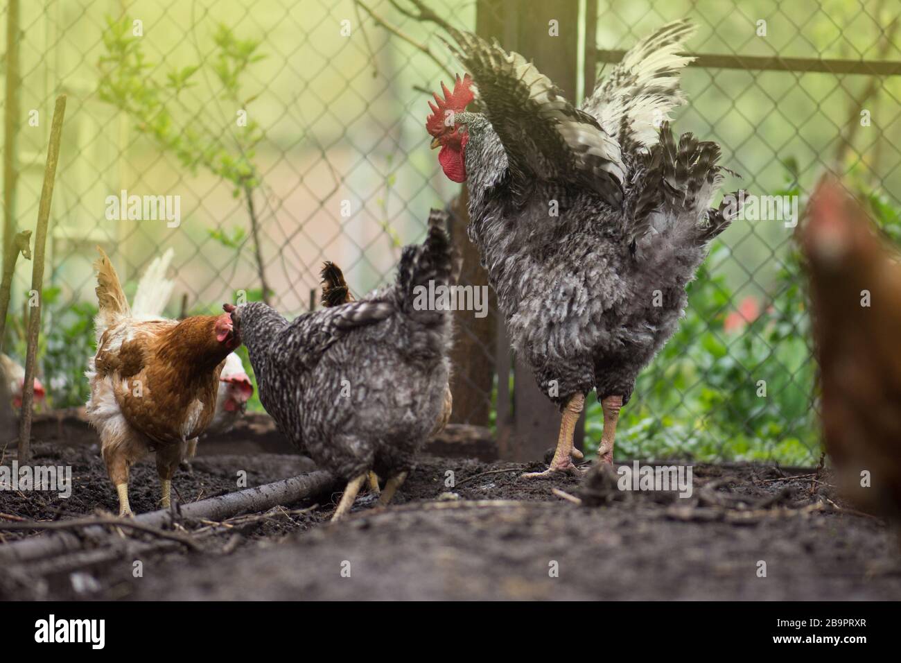 Free range living chicken on farm. Hens roam freely in green paddock. Free rang hens farm Stock ...