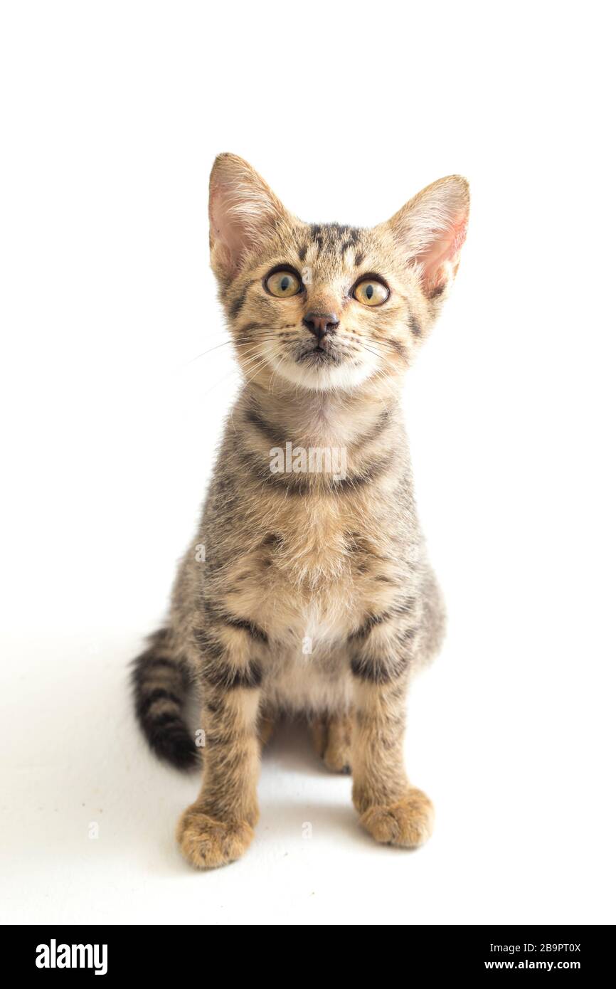 Beautiful small domestic grey brown cat isolated on a white background ...