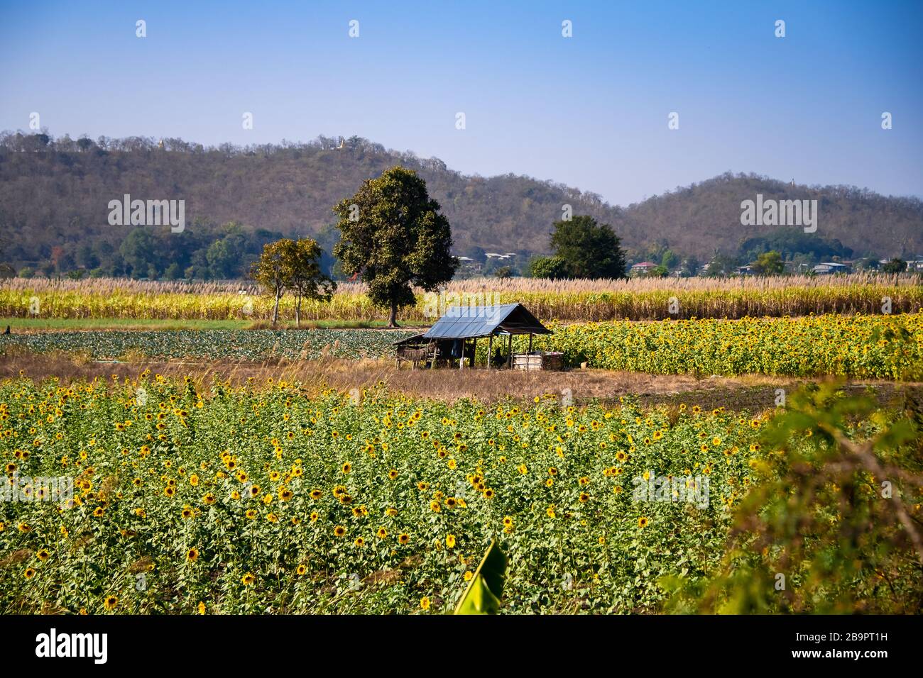 A field of sunflowers in a rural landscape. Farmland, Shan State ...