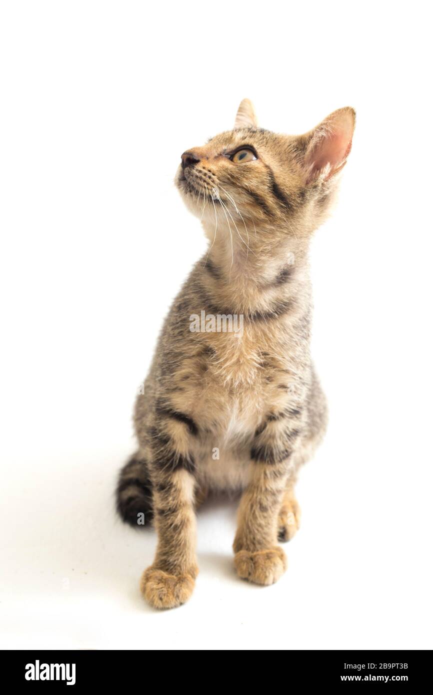 Beautiful small domestic grey brown cat isolated on a white background ...