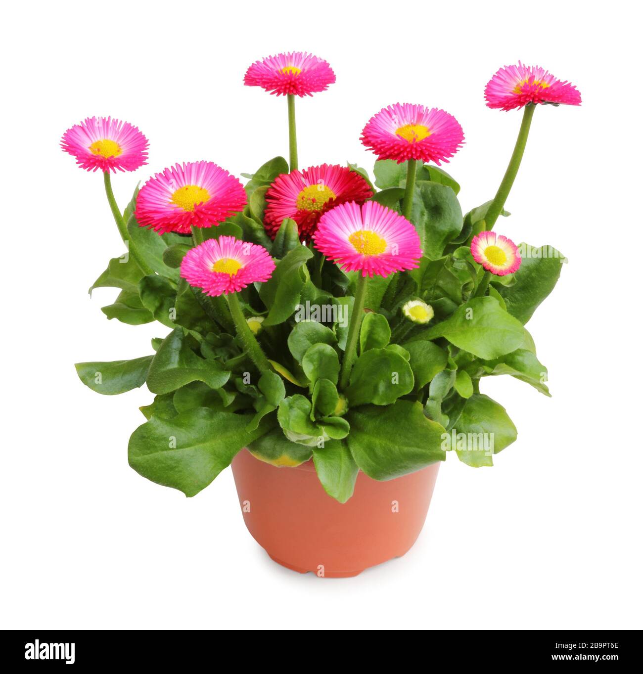 Wonderful daisy pot for planting in the spring garden isolated on white ...
