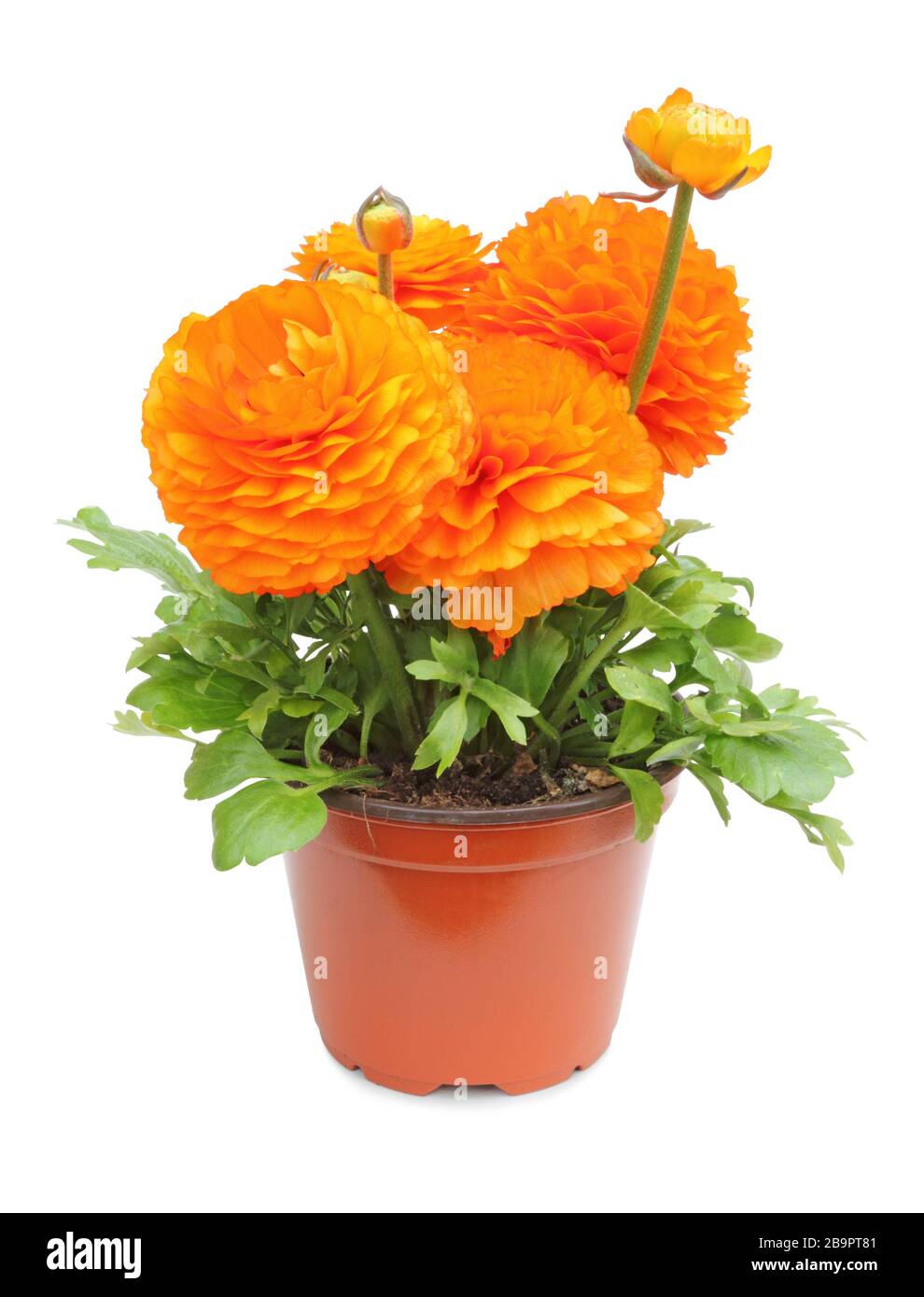 Ranunculus (Ranunculus asiaticus, Ranunculaceae) pot for planting in ...