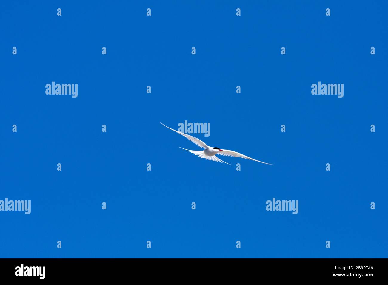 Common tern in migration in the sky during spring. Seaside activity ...