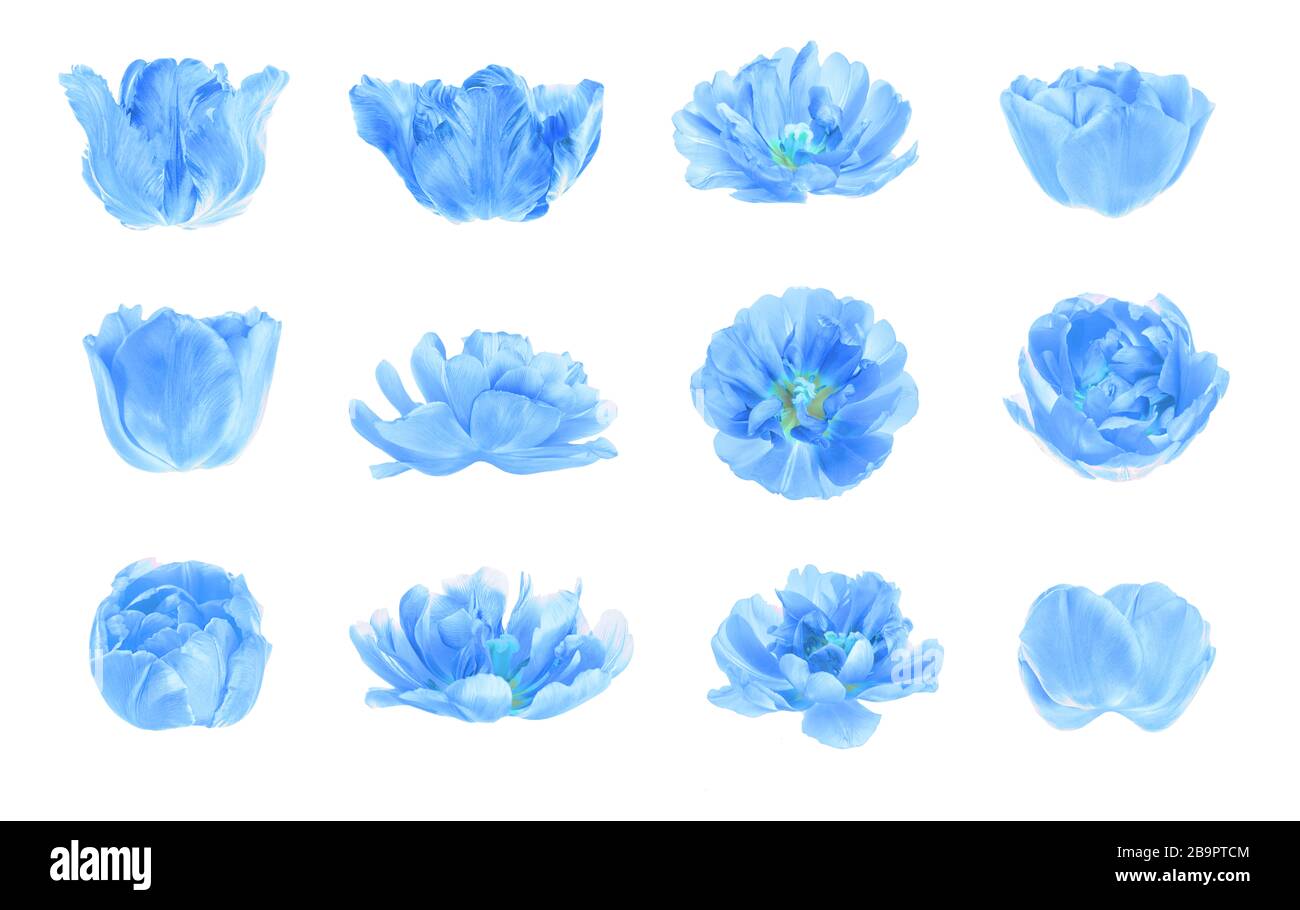 Blue tulips isolated on a white background. Collage of natural blue ...