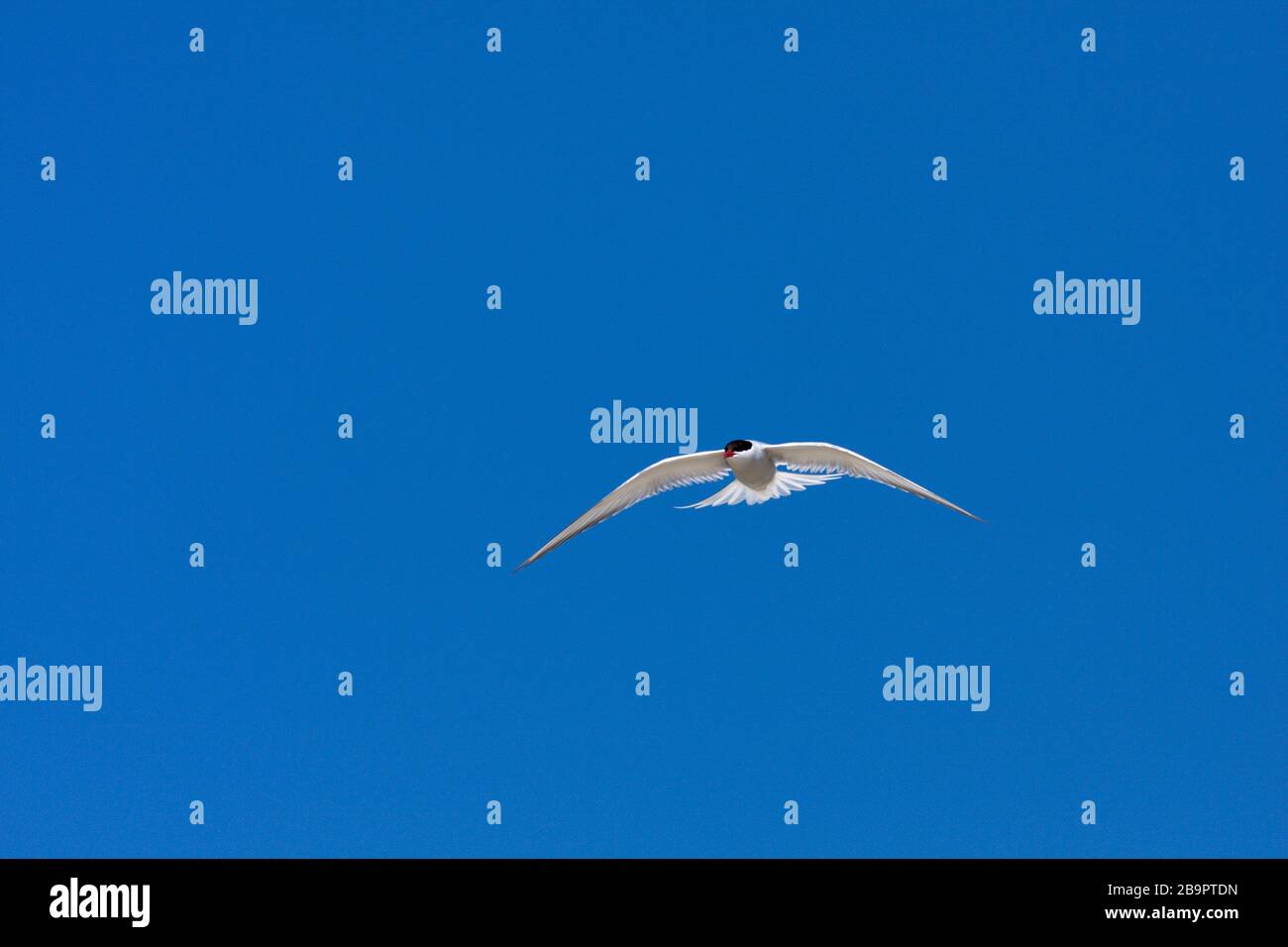 Common tern in migration in the sky during spring. Seaside activity ...