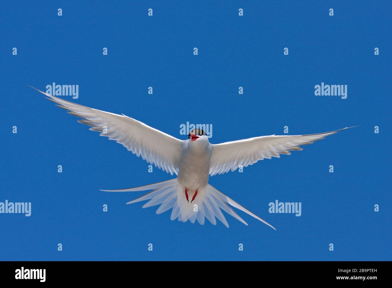Common tern in migration in the sky during spring. Seaside activity ...