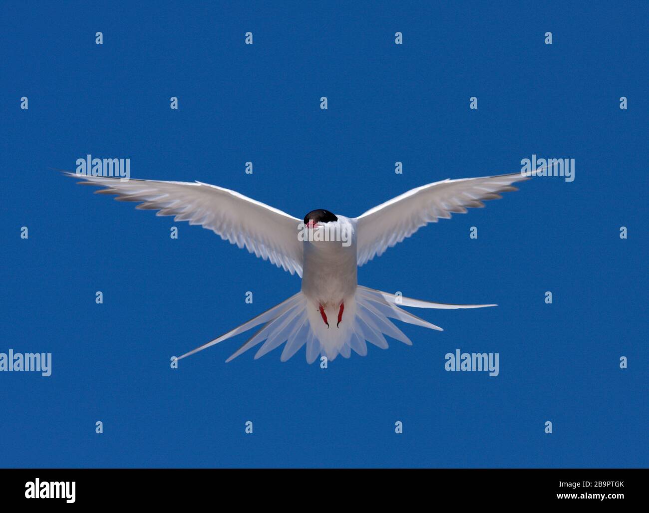 Common tern in migration in the sky during spring. Seaside activity ...