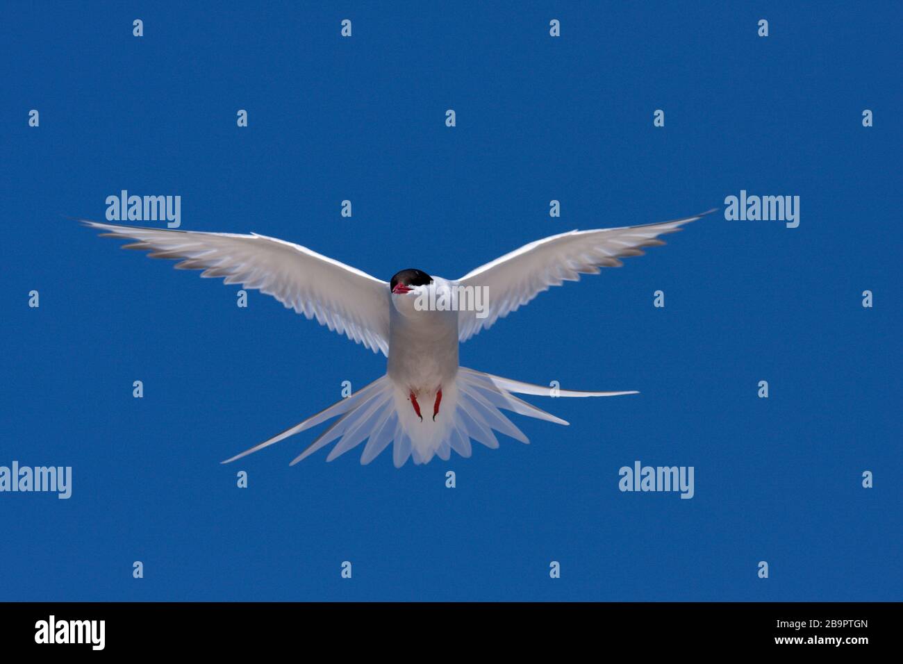 Common tern in migration in the sky during spring. Seaside activity ...