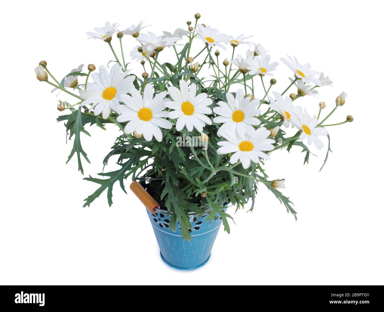 Daisies (Margeriten) perennials isolated on white background, Germany ...
