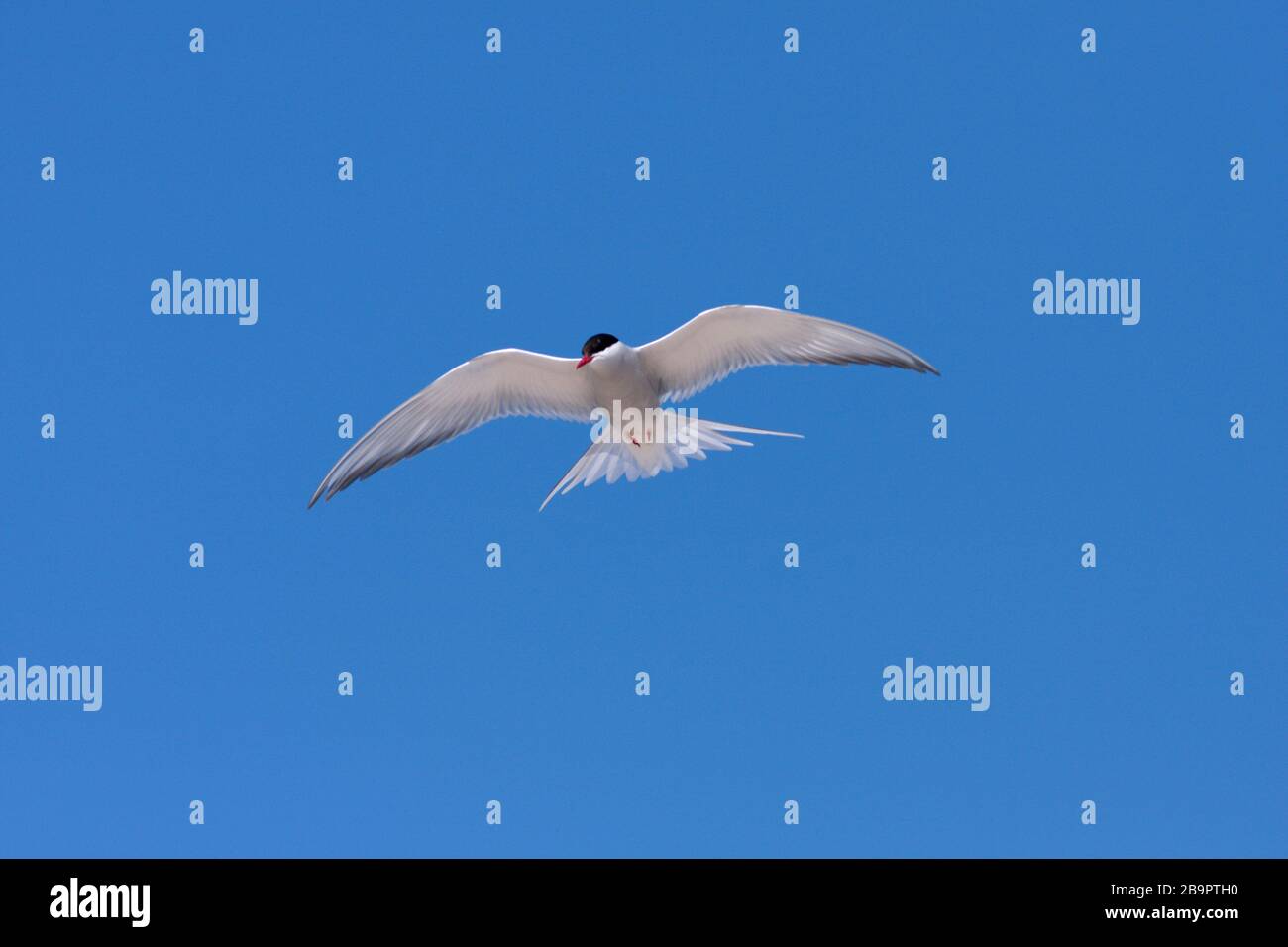 Common tern in migration in the sky during spring. Seaside activity ...