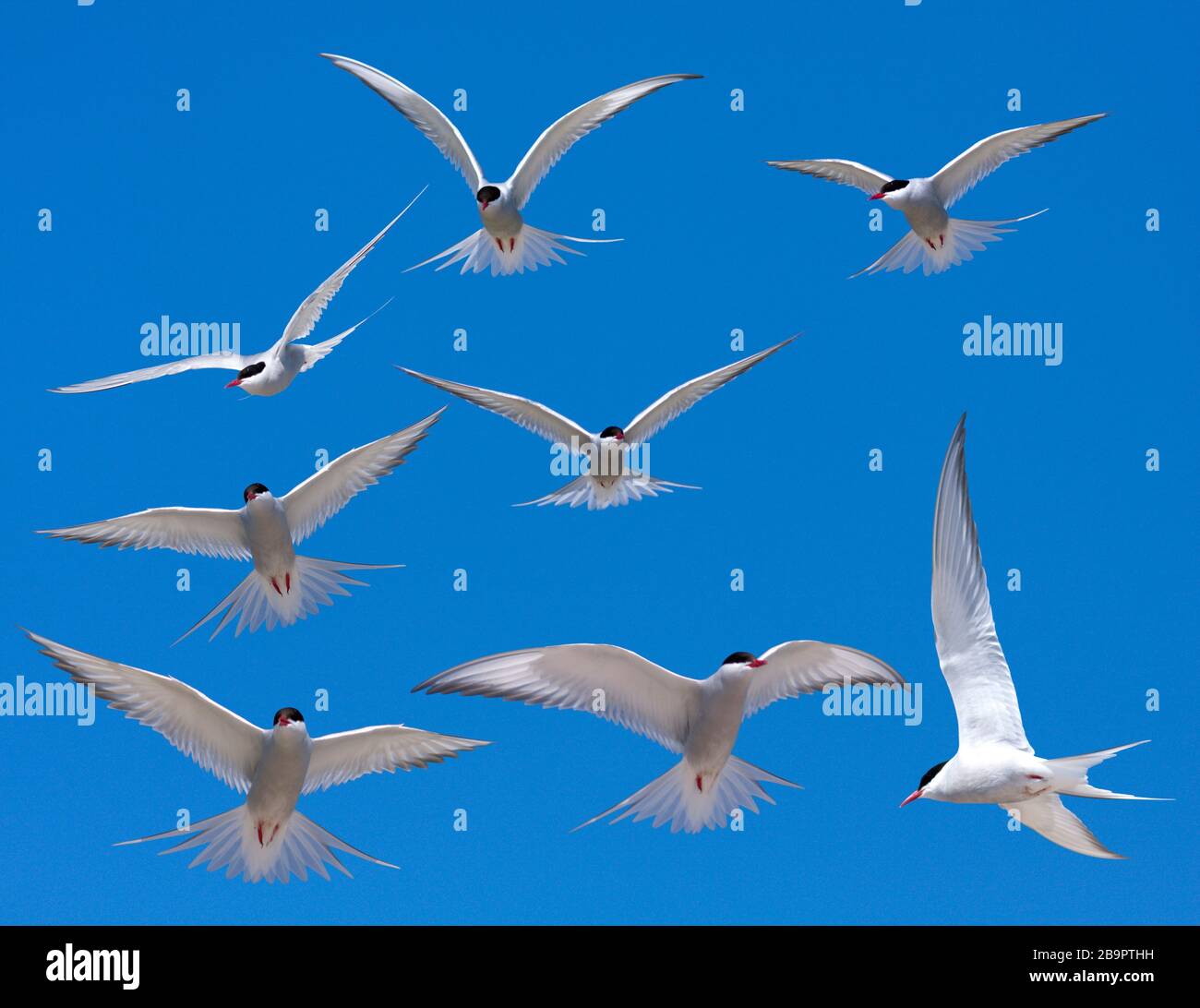 Common tern in migration in the sky during spring. Seaside activity ...