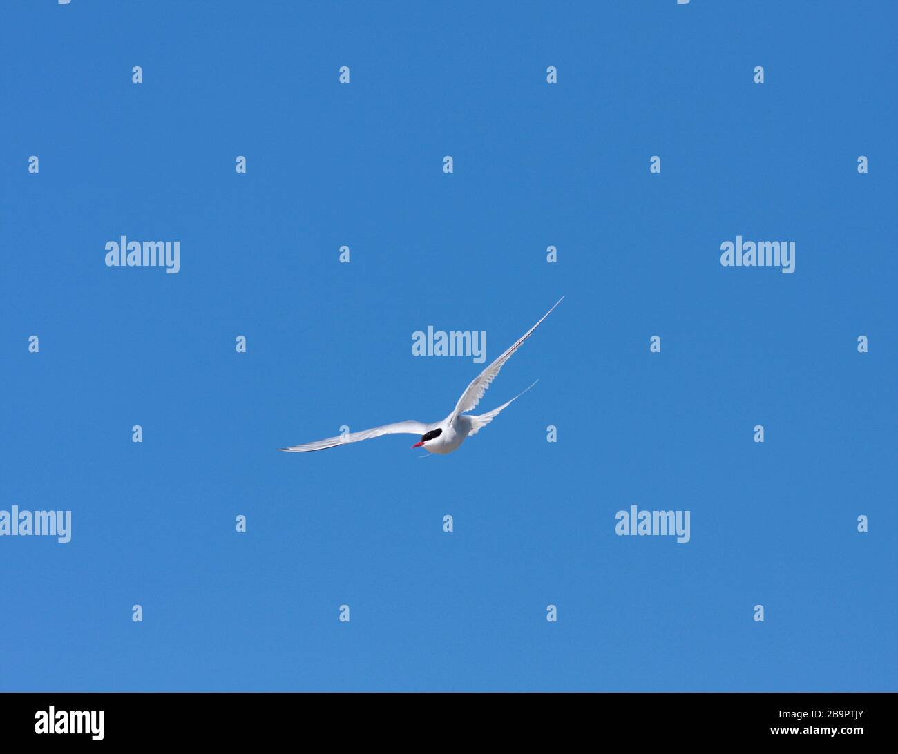 Common tern in migration in the sky during spring. Seaside activity ...