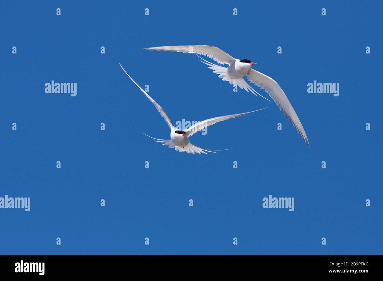Common tern in migration in the sky during spring. Seaside activity ...