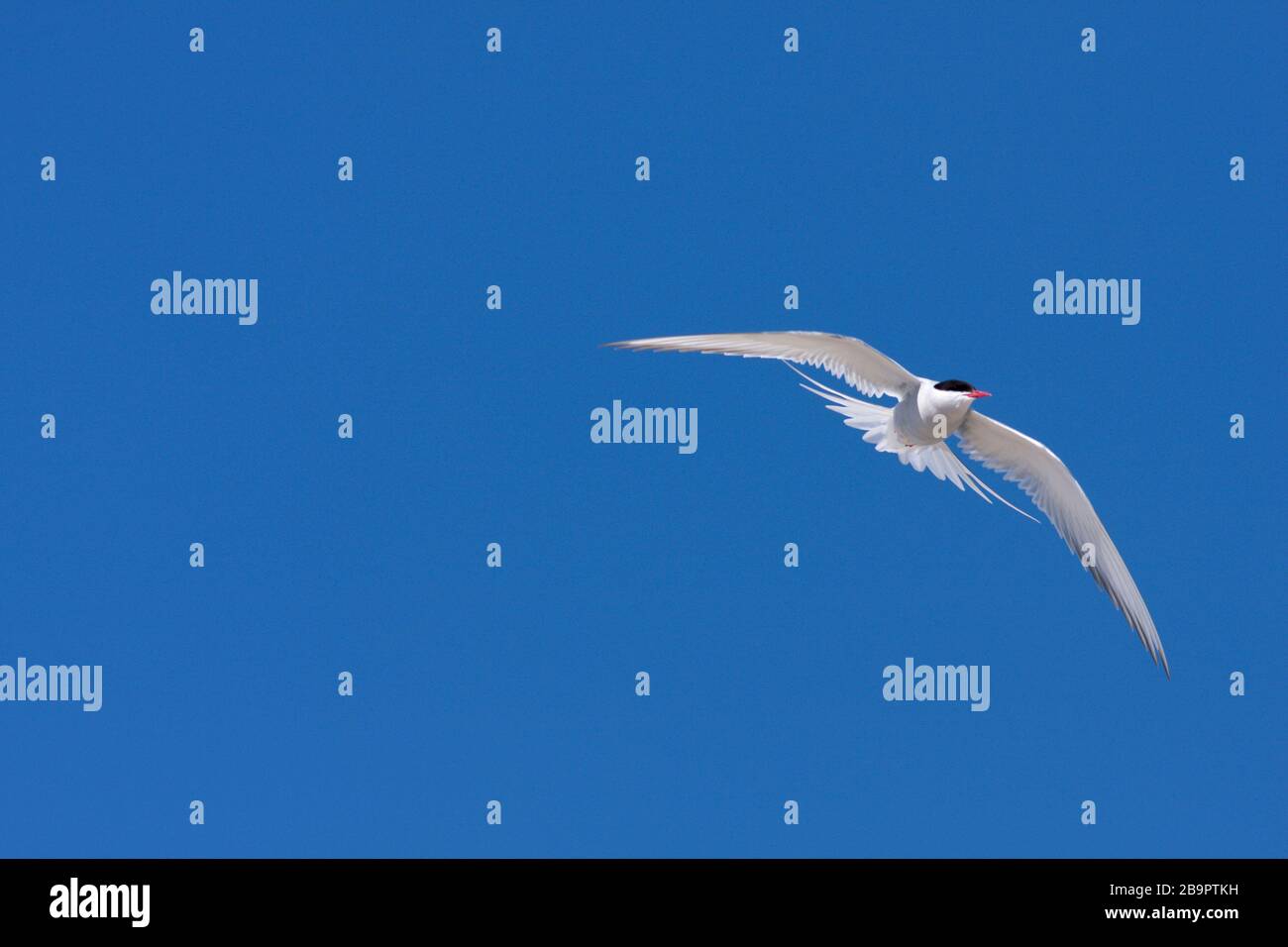 Common tern in migration in the sky during spring. Seaside activity ...
