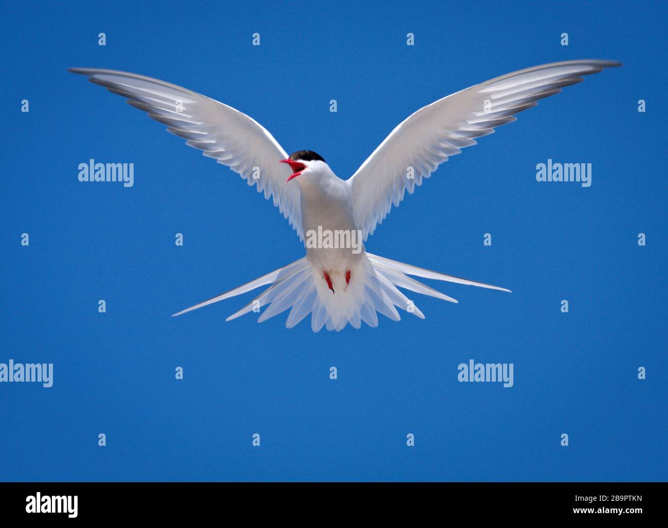 Common tern in migration in the sky during spring. Seaside activity ...