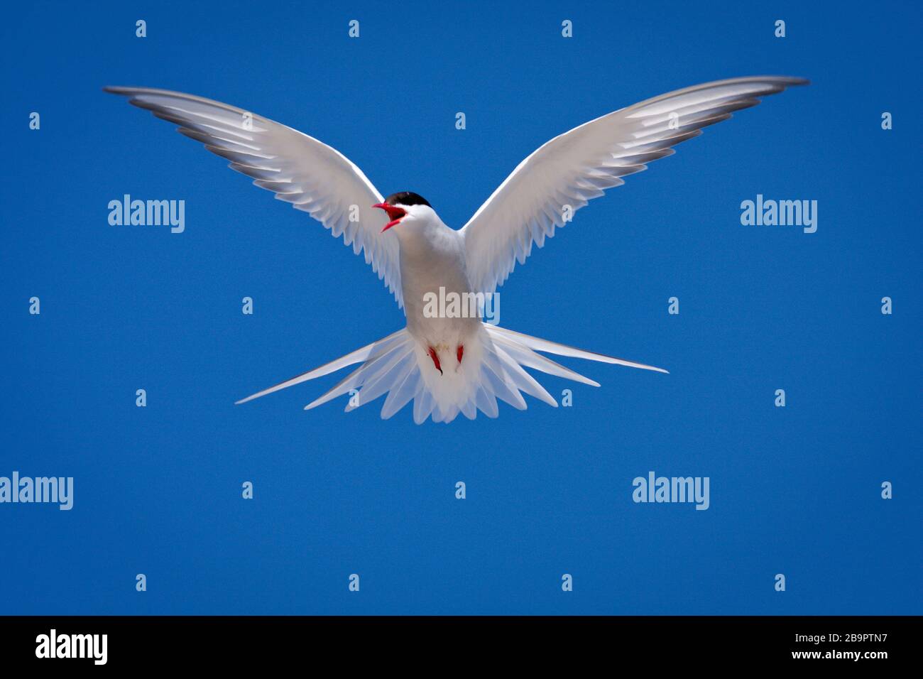 Common tern in migration in the sky during spring. Seaside activity ...