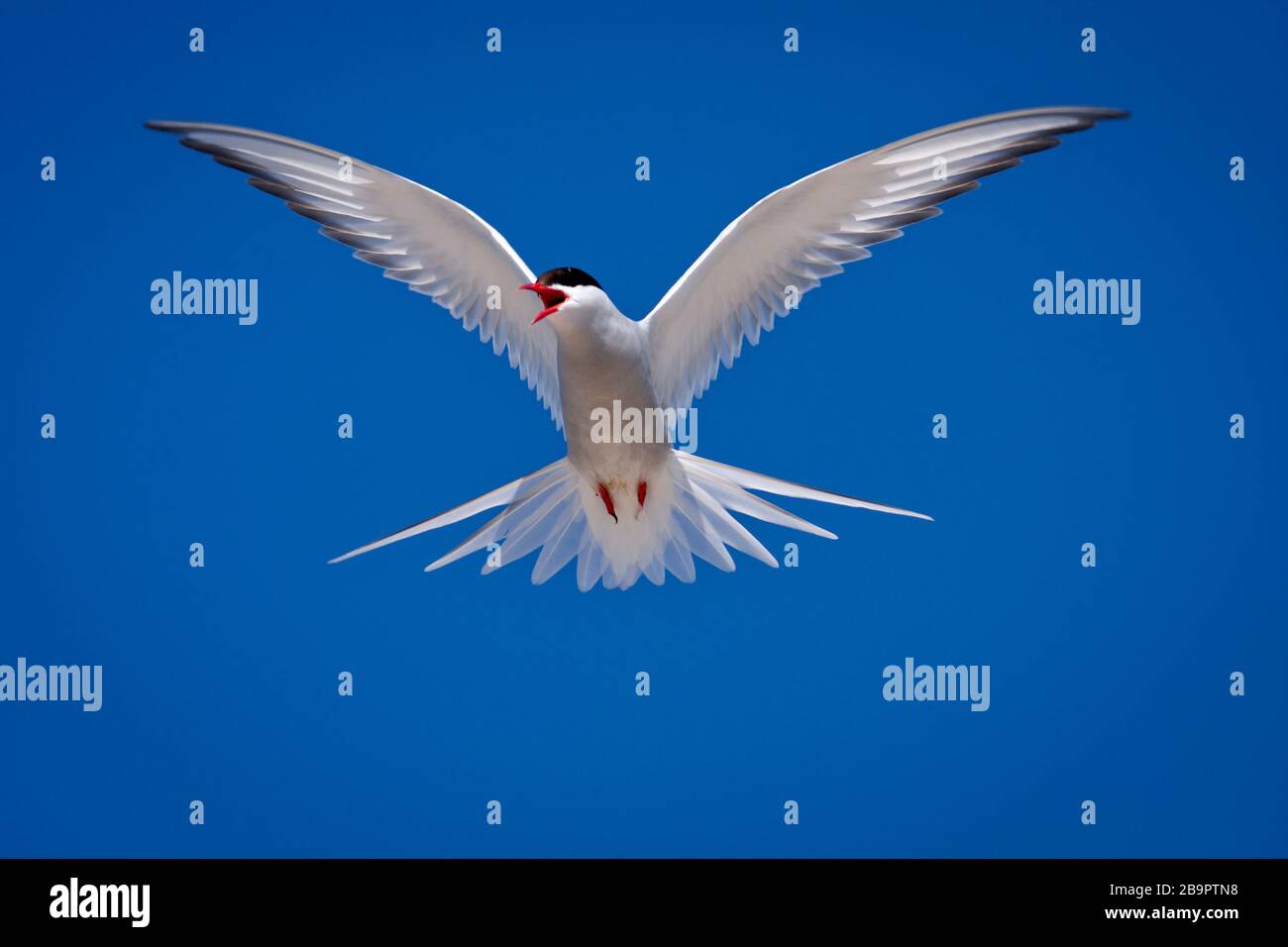 Common tern in migration in the sky during spring. Seaside activity ...