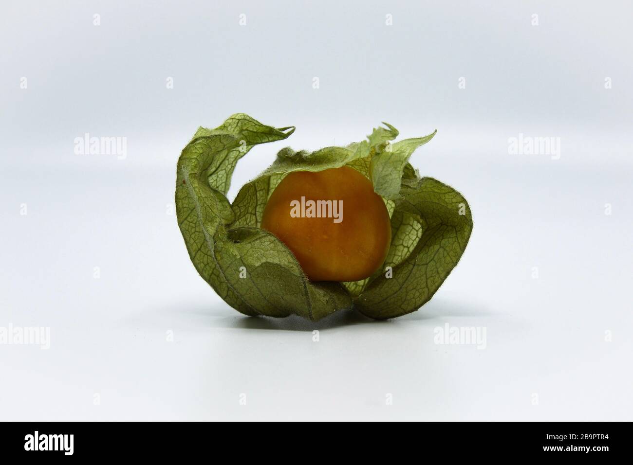 Physalis, fruit in casing, husk. Ripe fruit with beautiful, rich colors ...