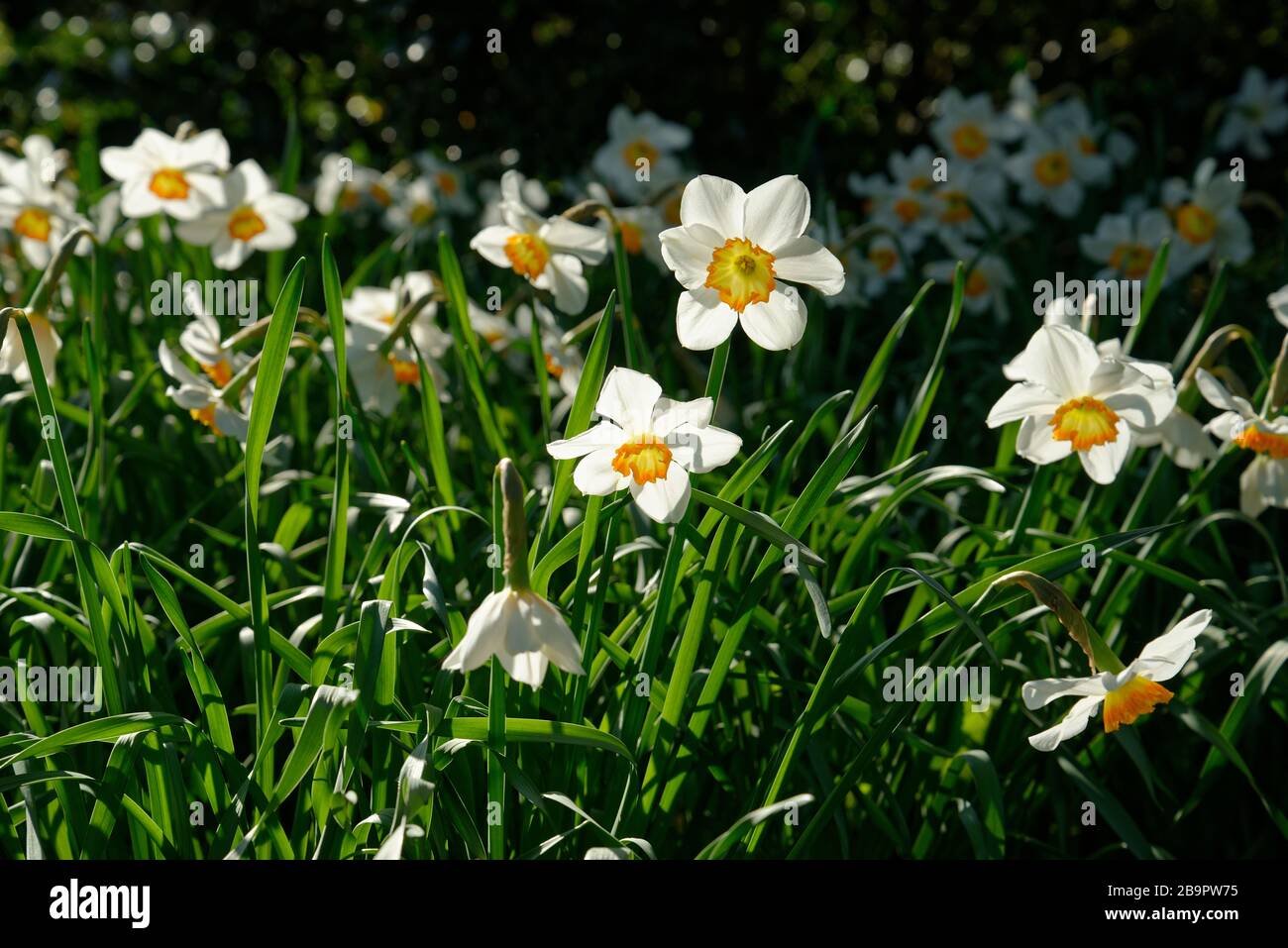 Daffodils in the spring on a sunny day Stock Photo - Alamy