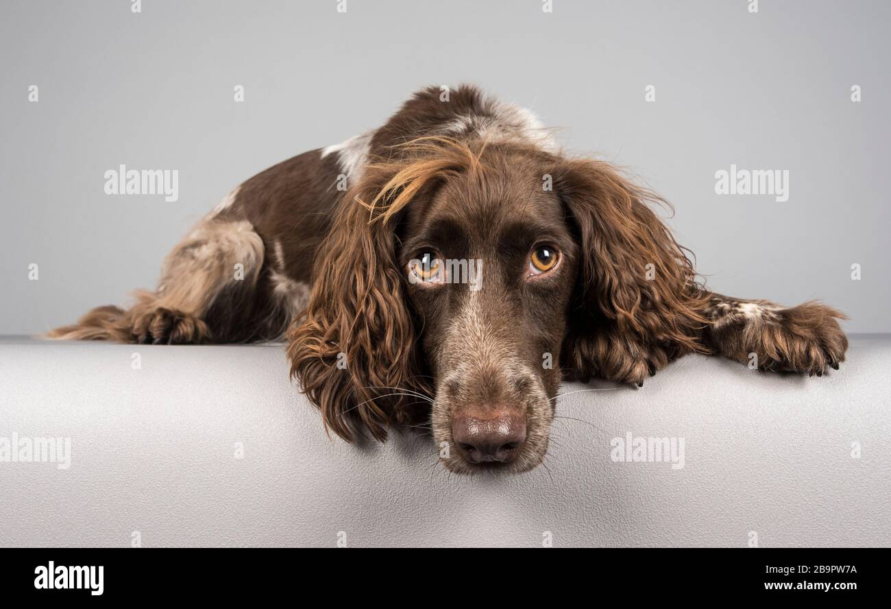 Sprocker spaniel hi-res stock photography and images - Alamy