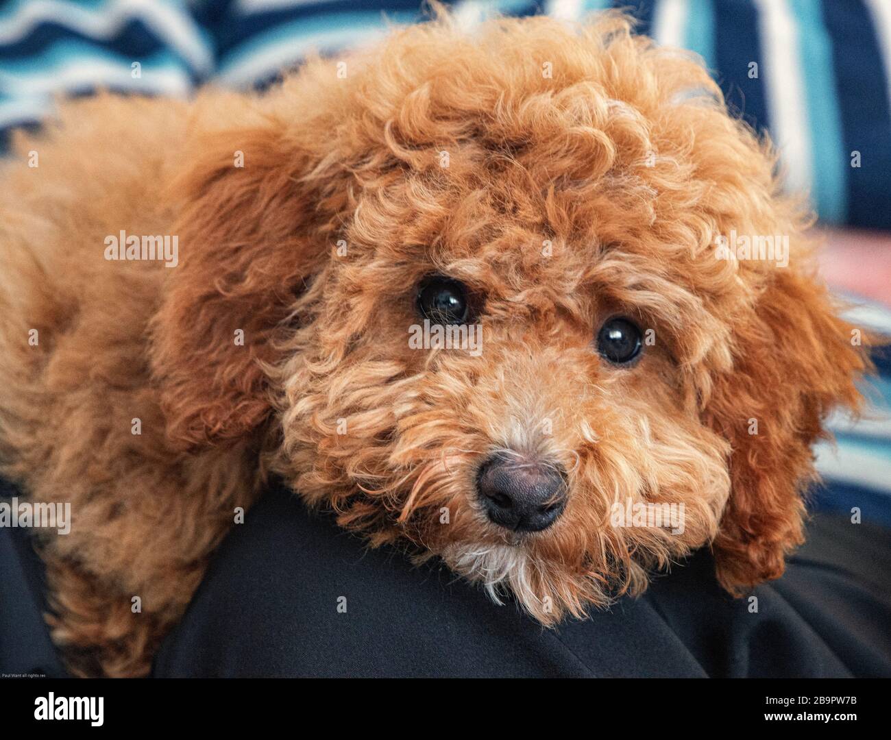 Australian Miniature Labradoodle Playing Stock Photo - Alamy