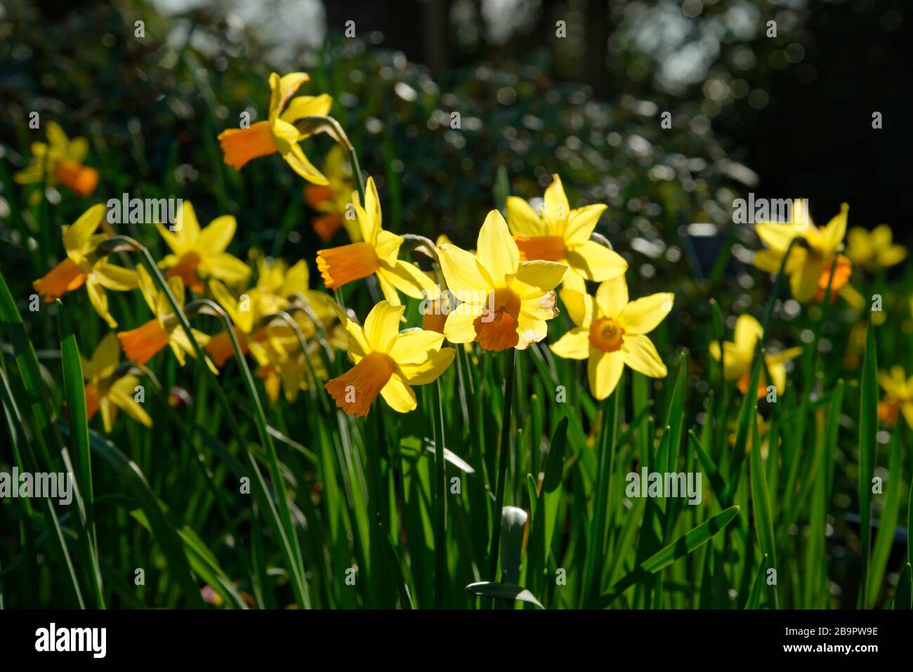 Sunny day daffodils hi-res stock photography and images - Alamy