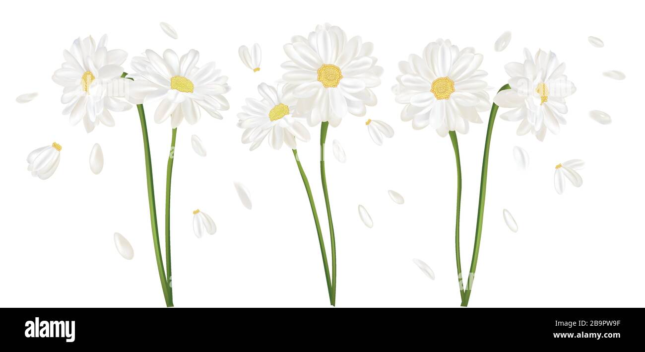3D realistic chamomile flower. Chamomile isolated on white background ...