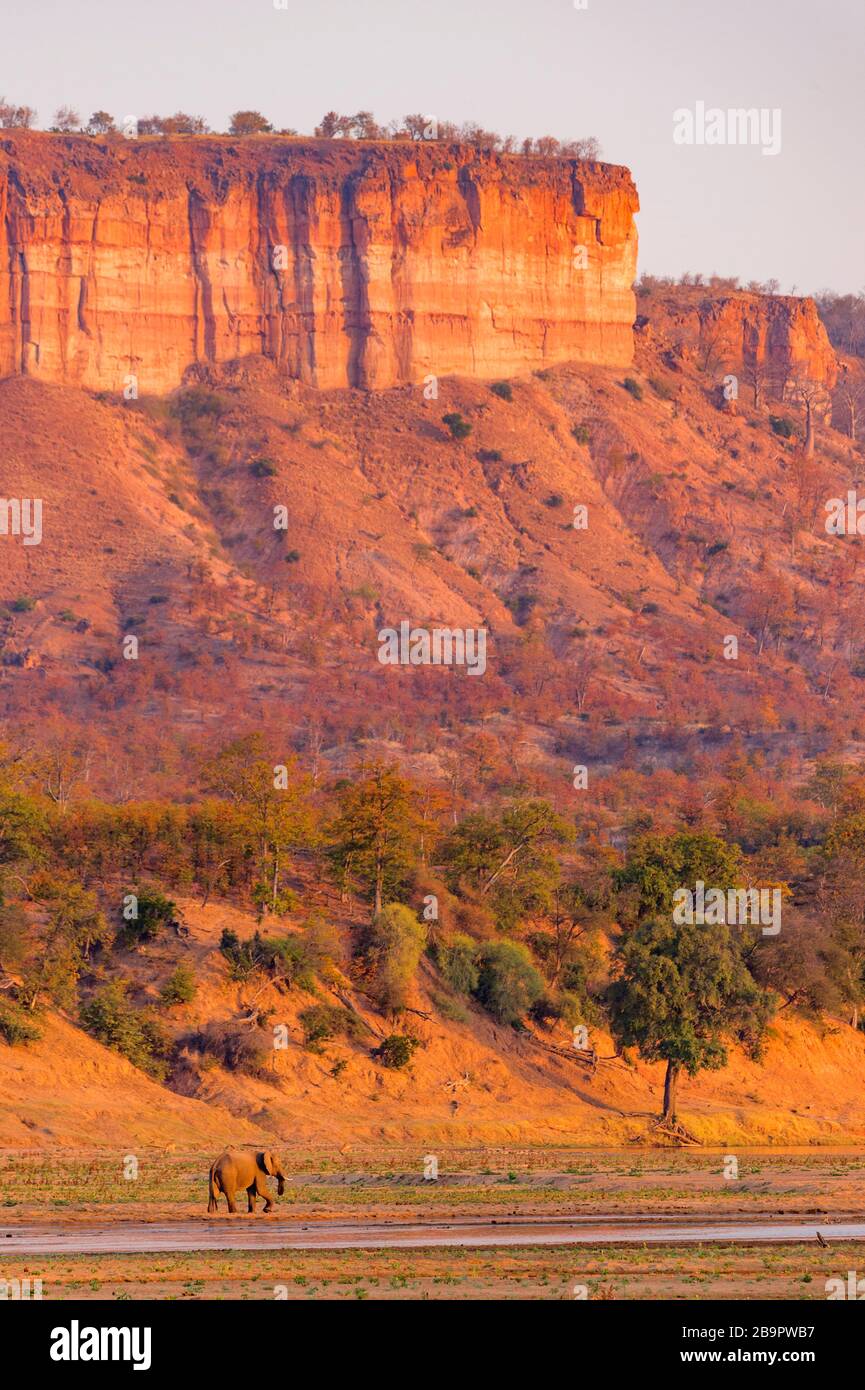 Elephant's seen in front of the Chilojo cliffs in Zimbabwe's Gonarezhou ...